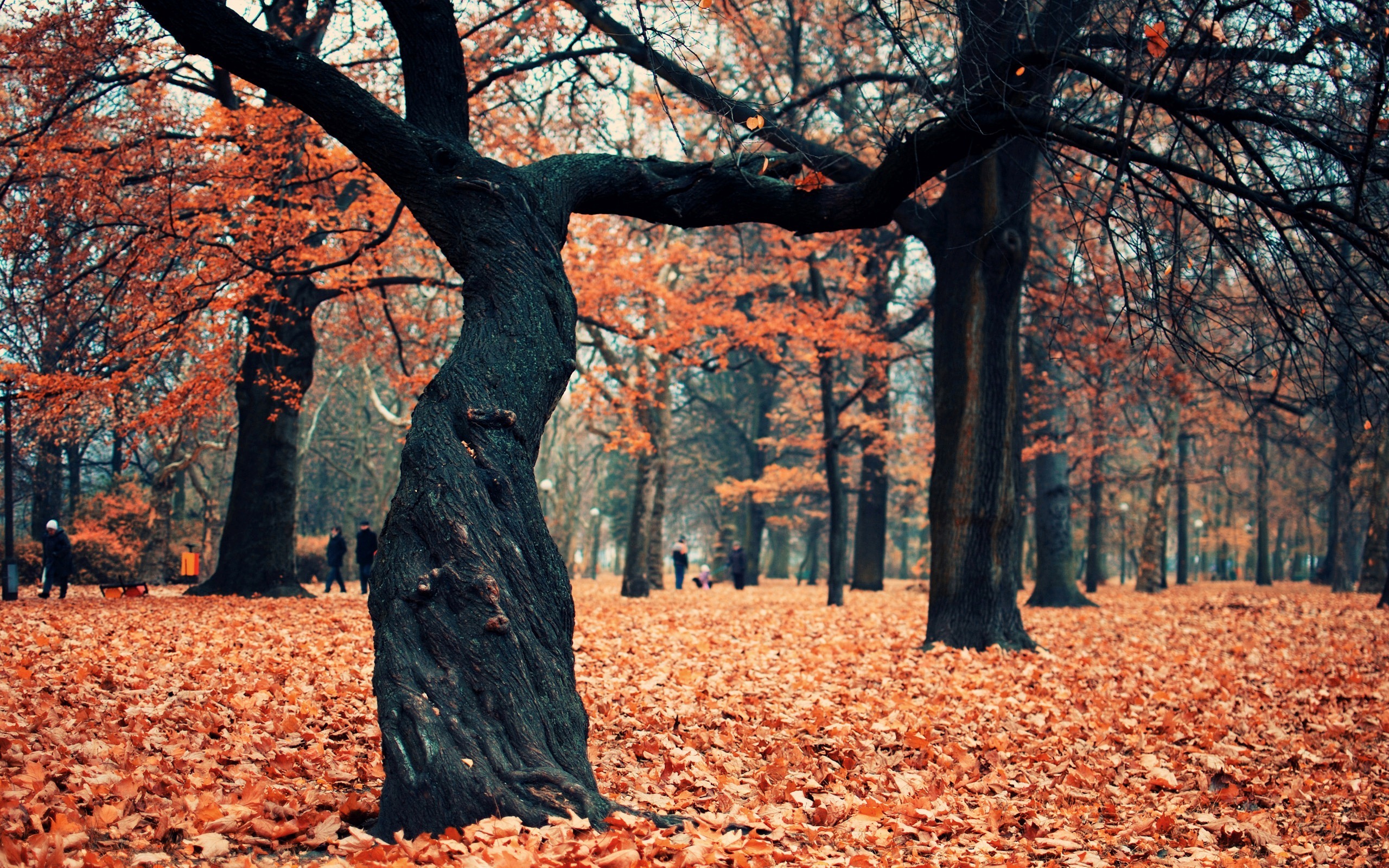 Download Photography Fall HD Wallpaper