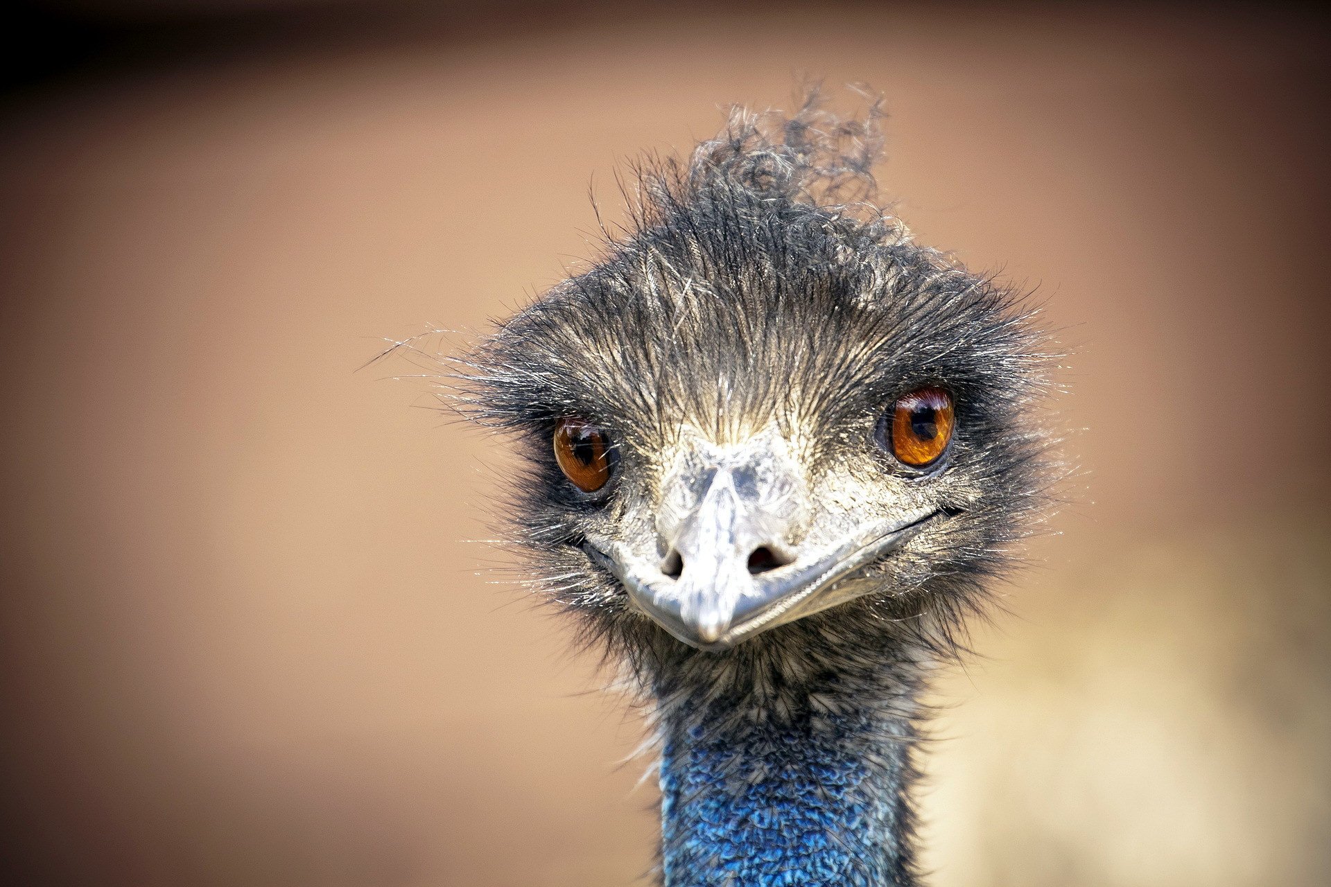 Download Animal Emu HD Wallpaper