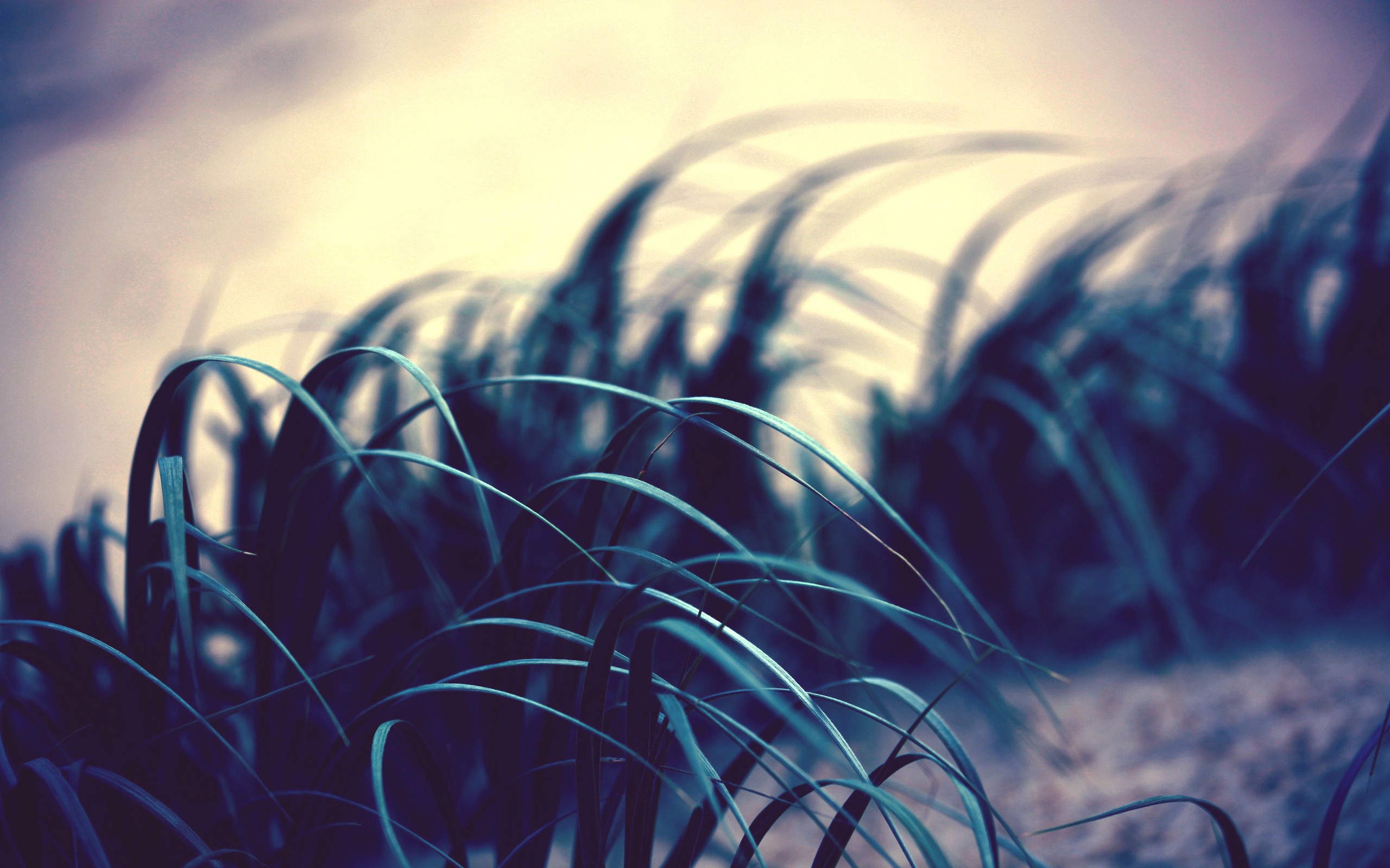 Download Nature Grass Abstract Landscape Macro HD Wallpaper