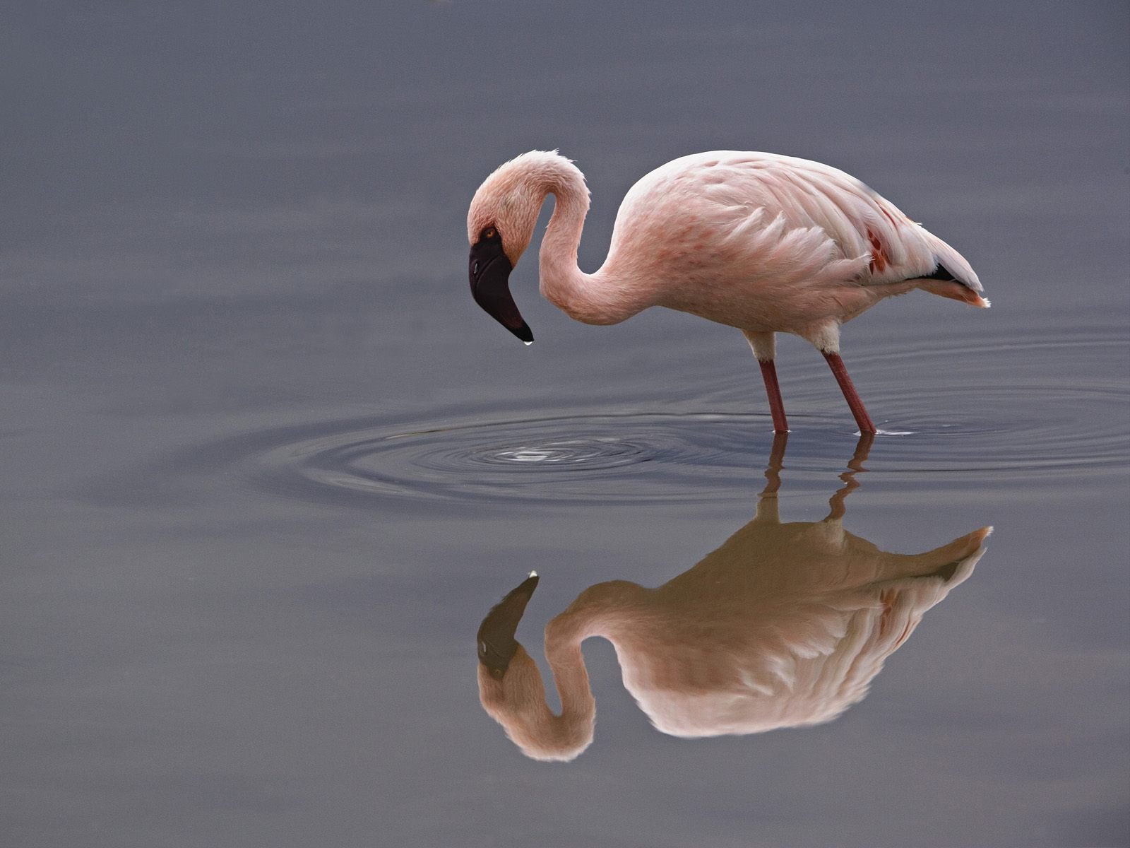 Download Animal Flamingo Wallpaper