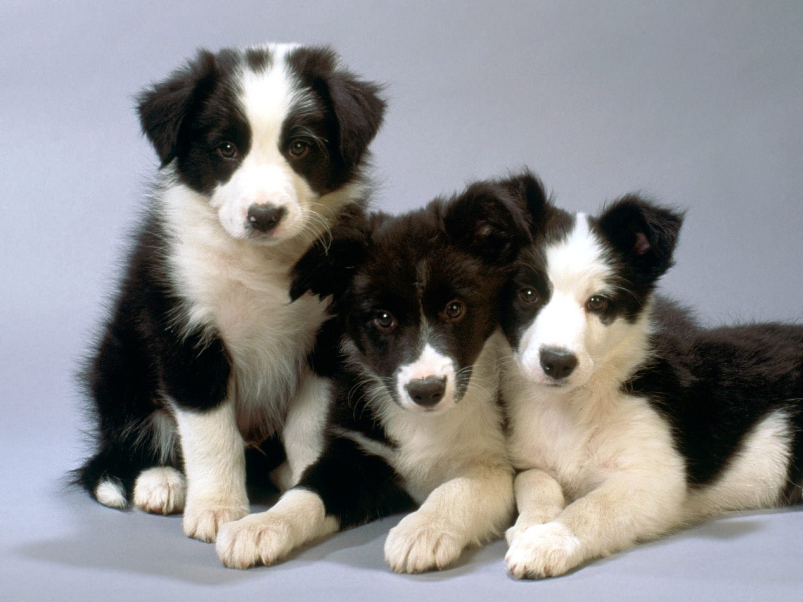 Download Animal Dog Wallpaper | 1600x1200 | Wallpaper Abyss