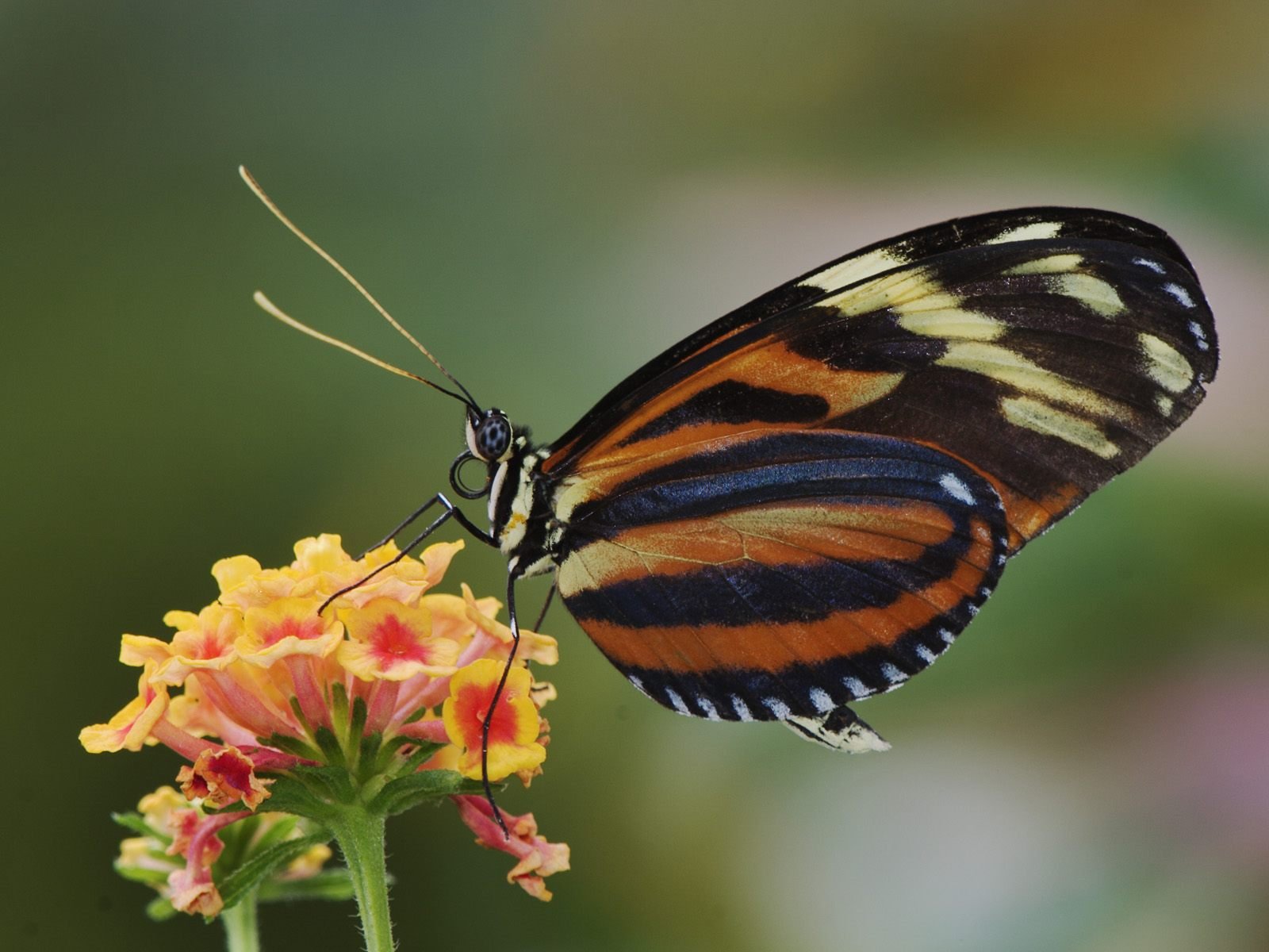 Download Animal Butterfly Wallpaper