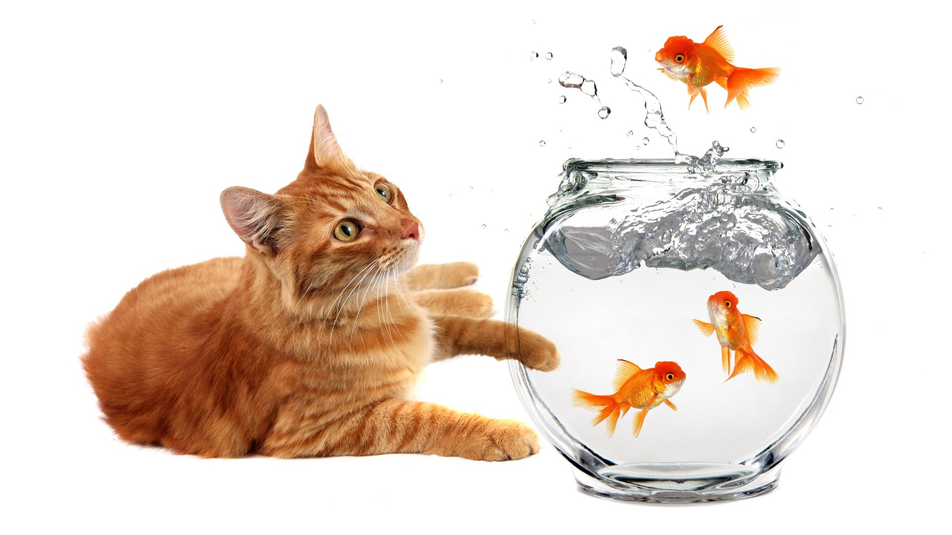 Charming Goldfish and Cat HD Wallpaper