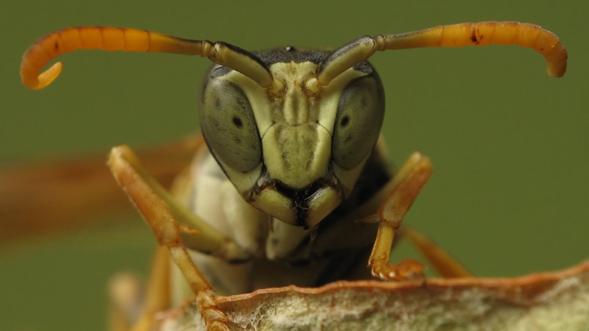 Download Animal Insect HD Wallpaper | 1920x1080 | Wallpaper Abyss