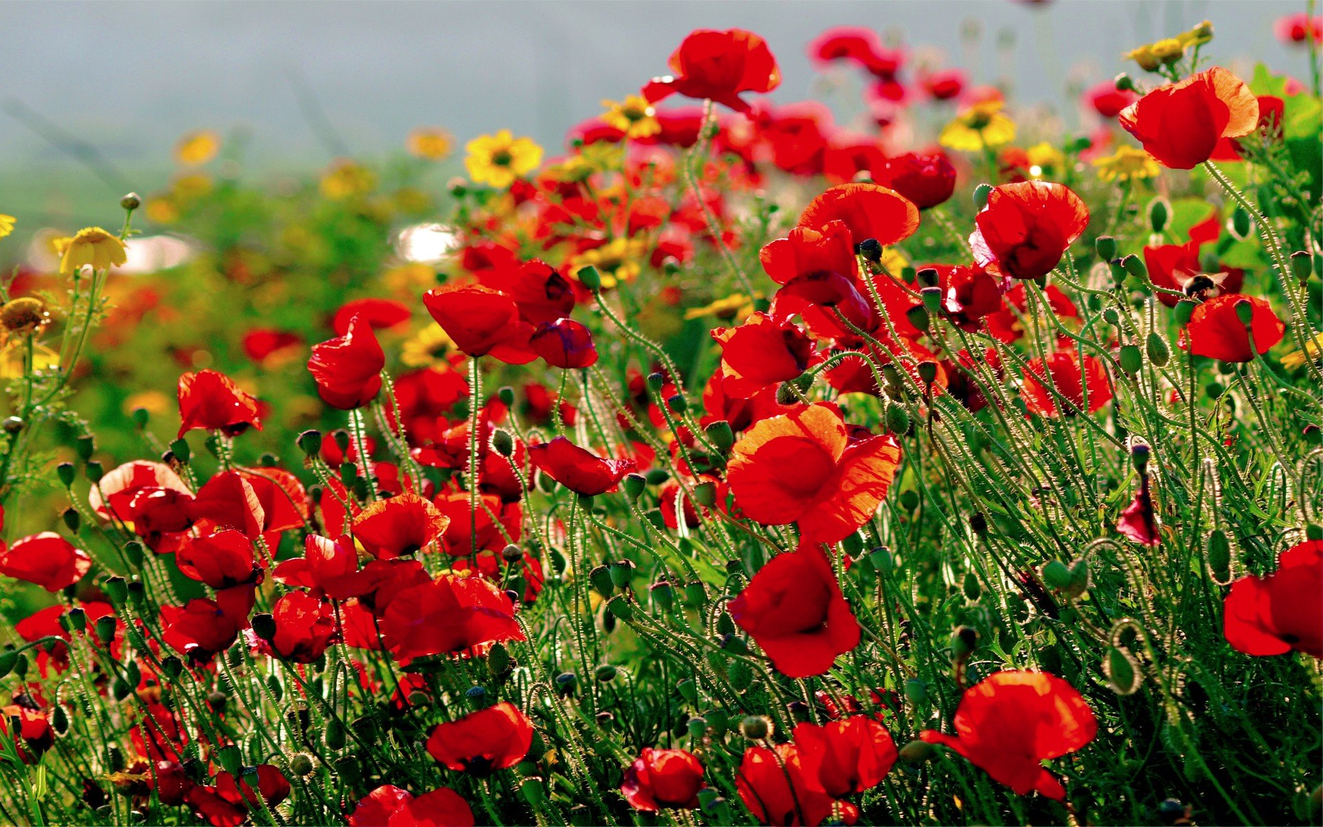 Download Flower Nature Poppy HD Wallpaper