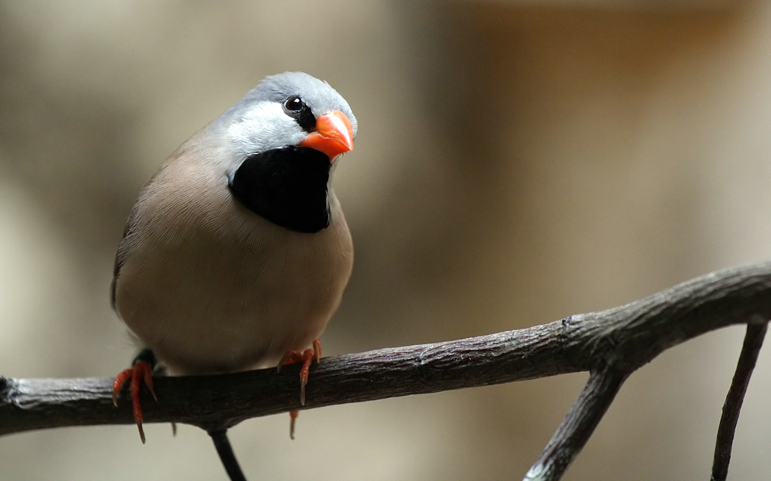 Download Animal Bird HD Wallpaper