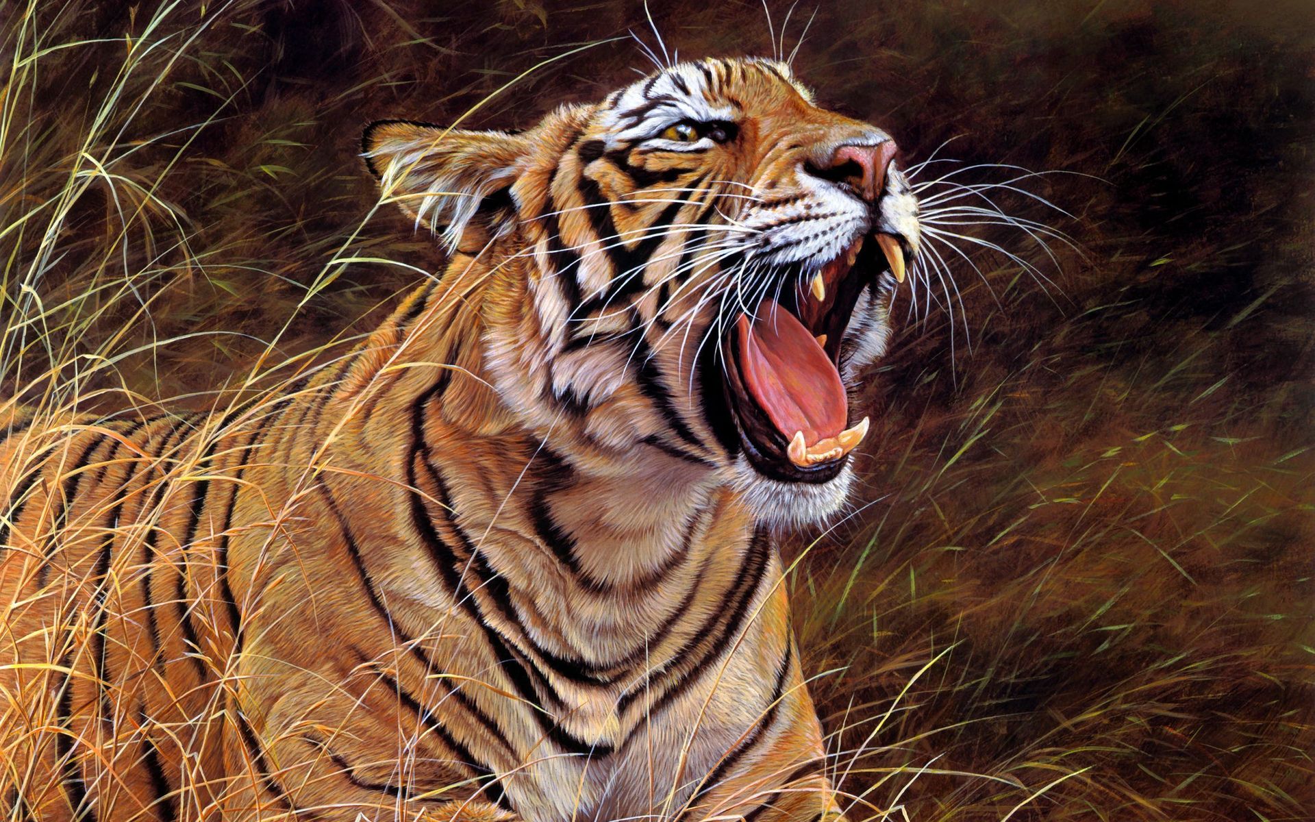 Download Animal Tiger HD Wallpaper