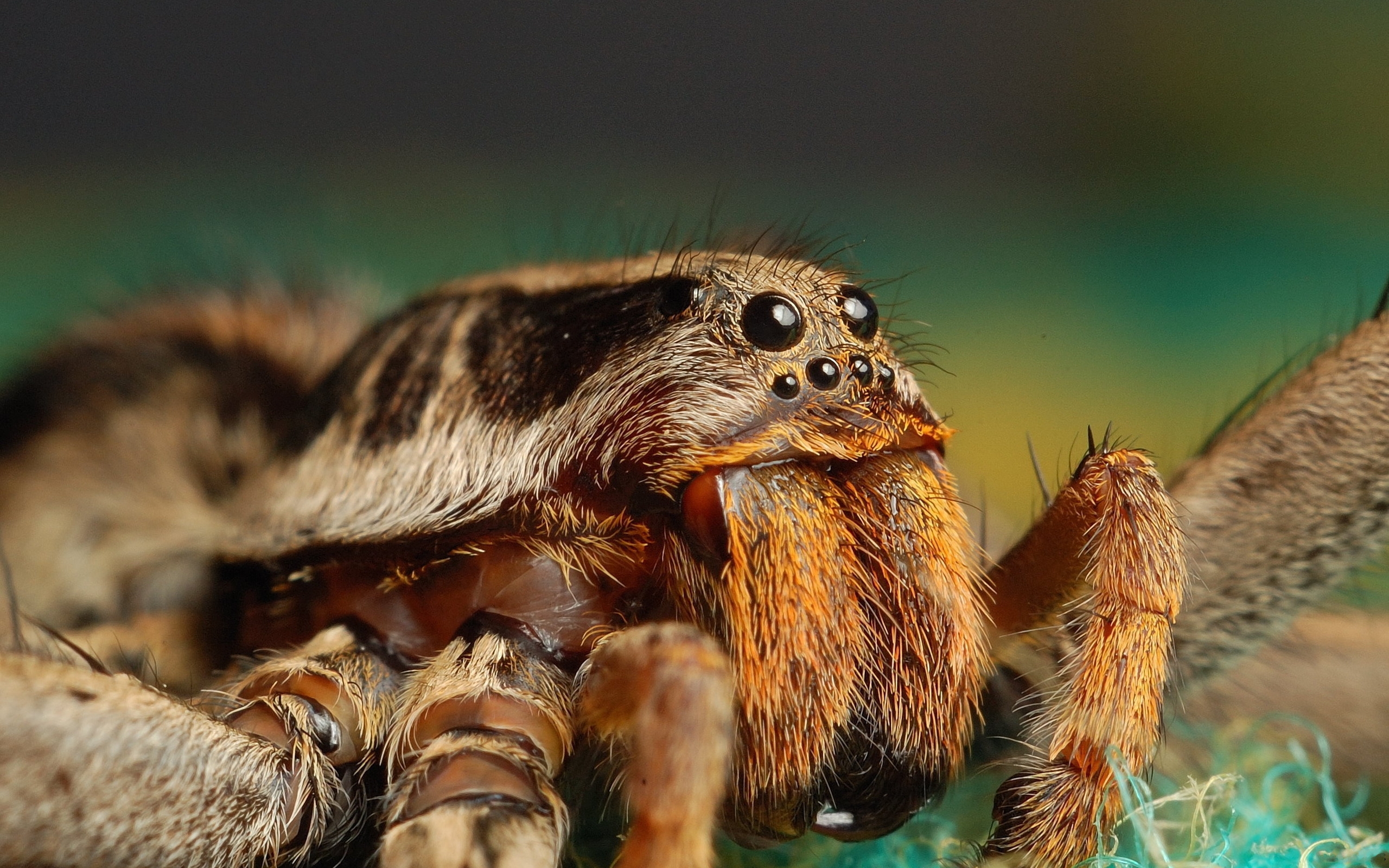 Download Animal Spider HD Wallpaper