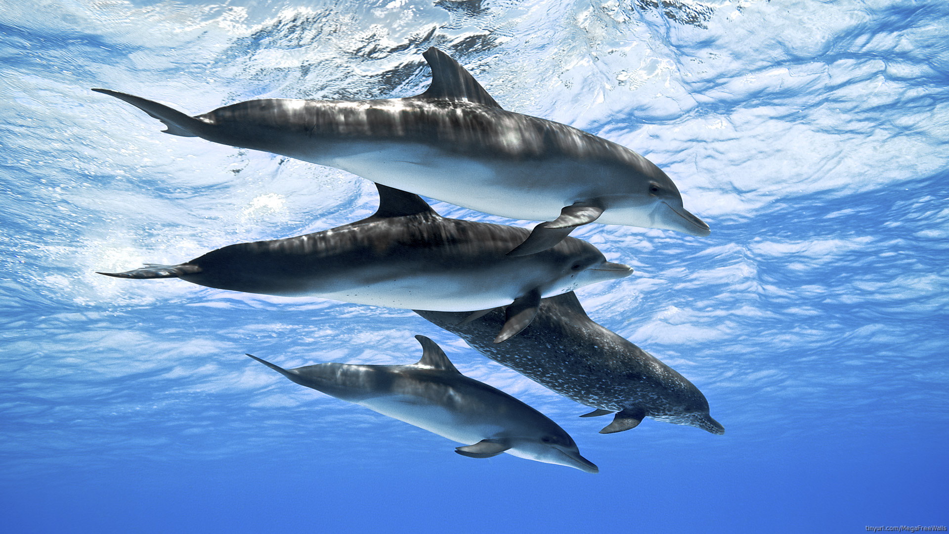 Dolphin HD Wallpaper