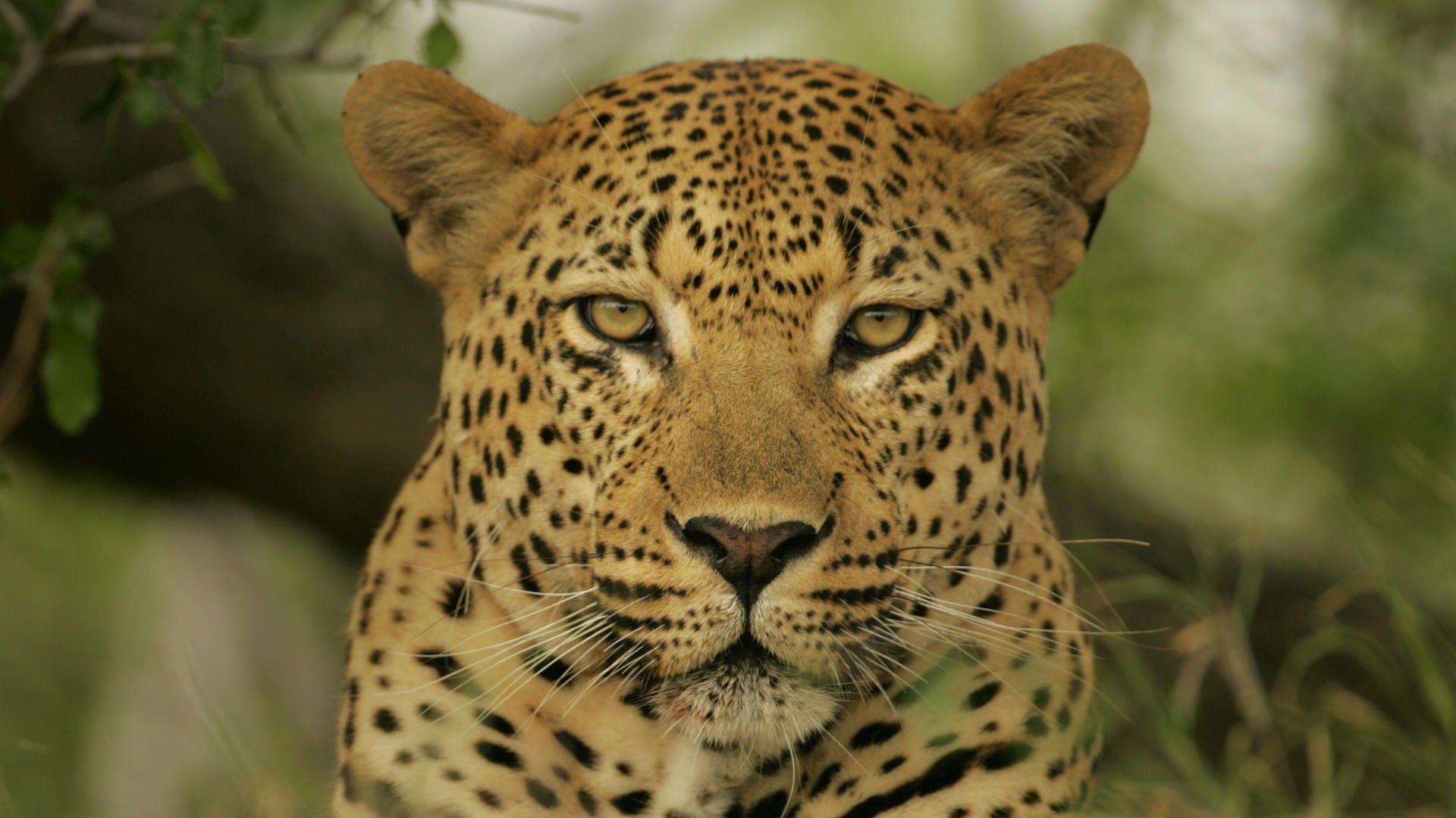 Download Animal Leopard HD Wallpaper | 1920x1080 | Wallpaper Abyss