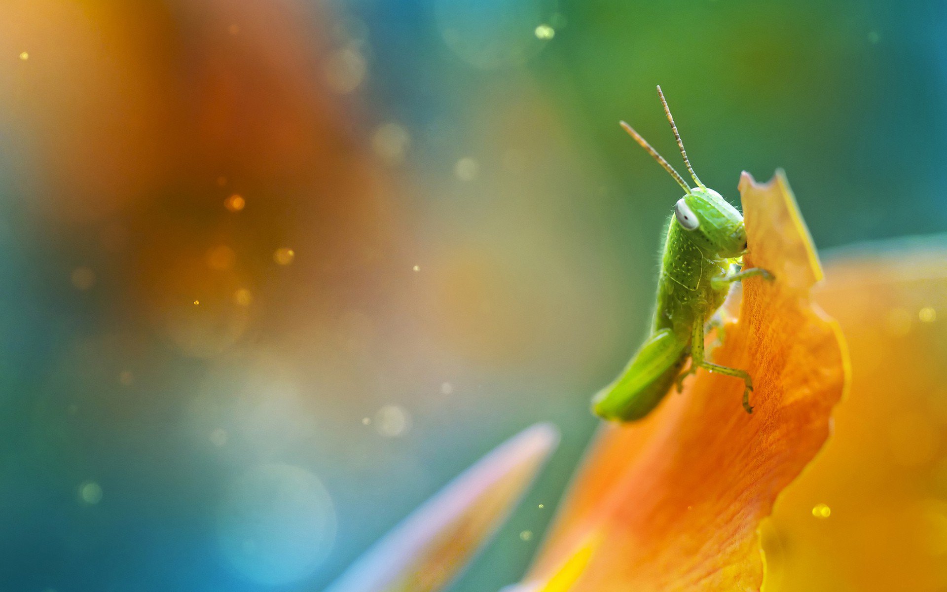 Download Animal Insect HD Wallpaper