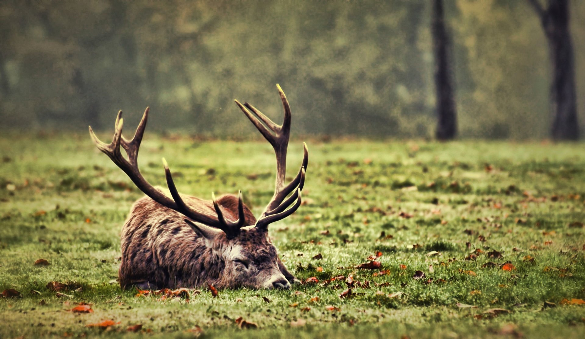 Majestic Deer Resting | Stunning HD Animal Wallpaper | 3206x1860 ...
