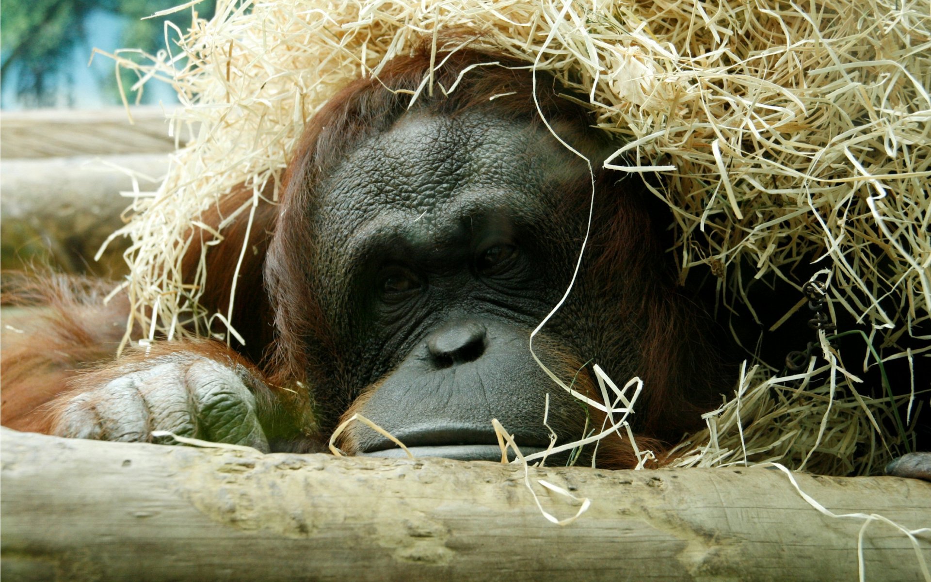 Download Zoo Primate Animal Orangutan HD Wallpaper | 2560x1600 ...