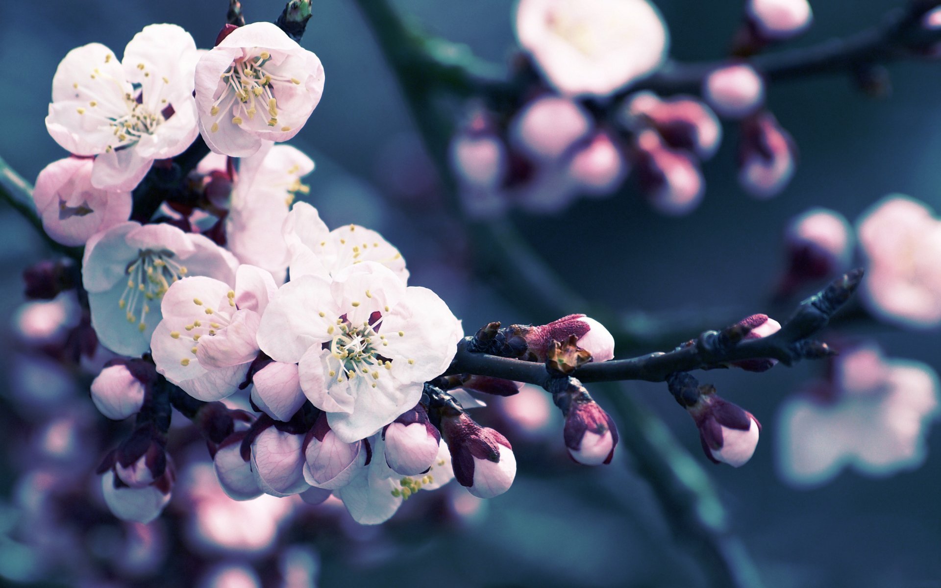 2K Quad HD: Serene Blossom Wallpaper | 2560x1600 | Wallpaper Abyss