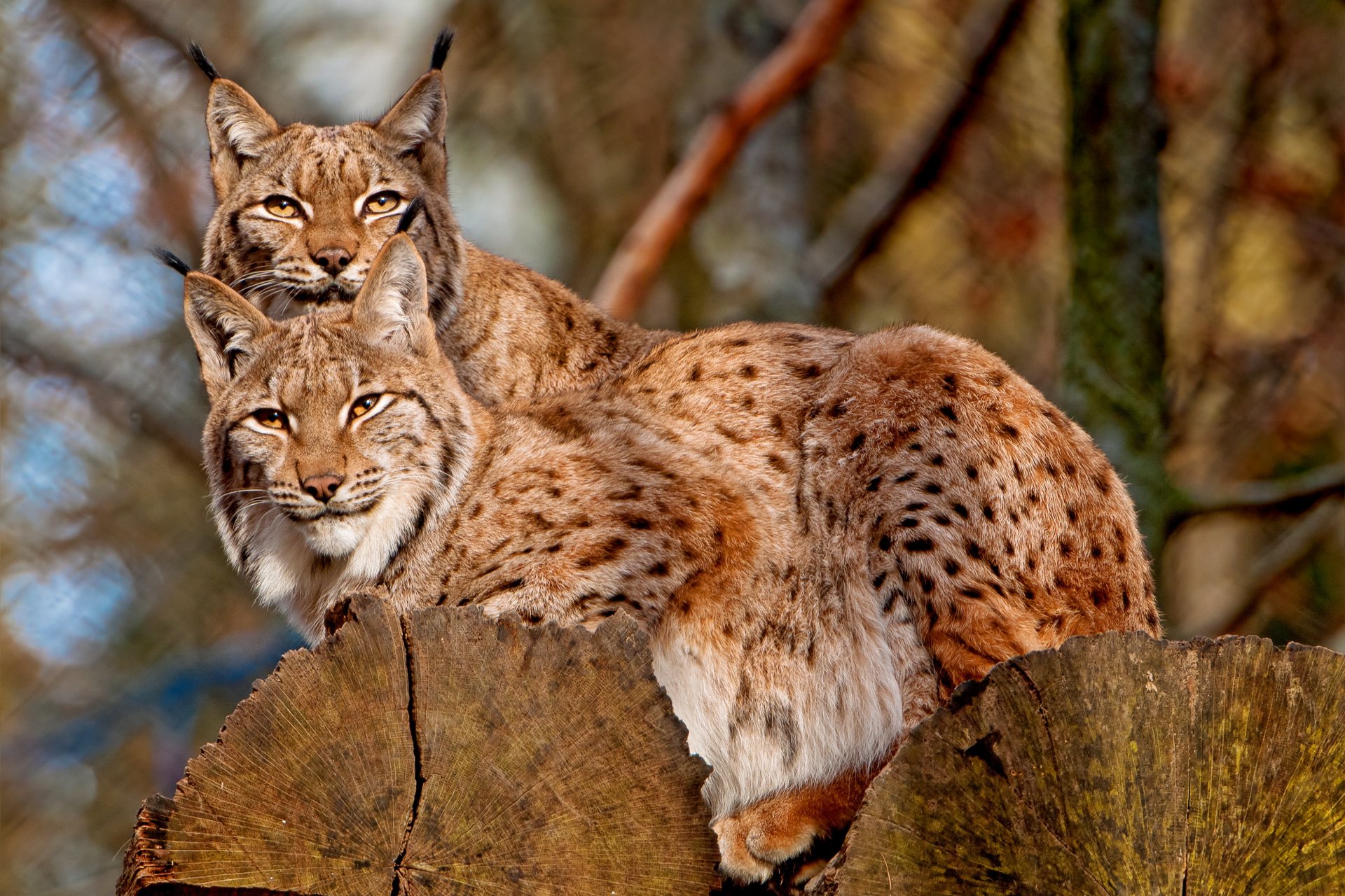 Intimate Lynx Duo - Stunning HD Wallpaper