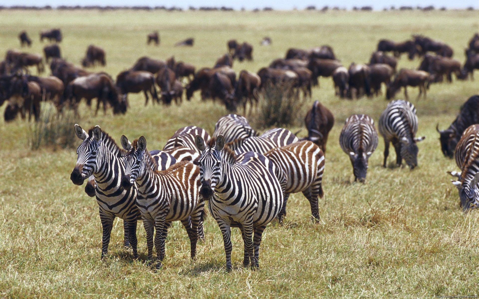 Zebra Africa Hd Desktop