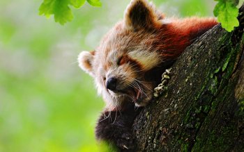 Red Panda Pfp
