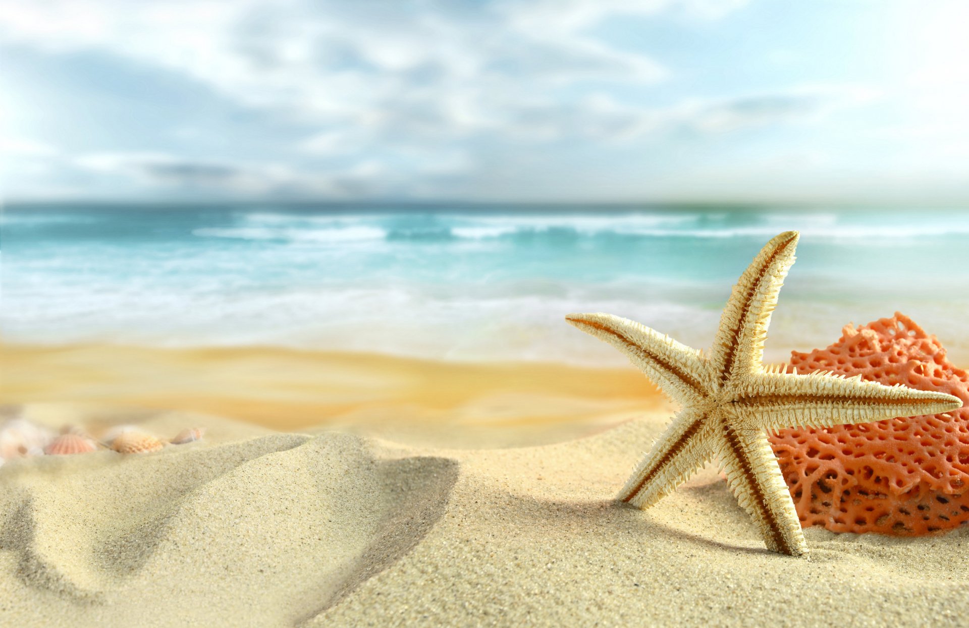 Download Animal Starfish HD Wallpaper