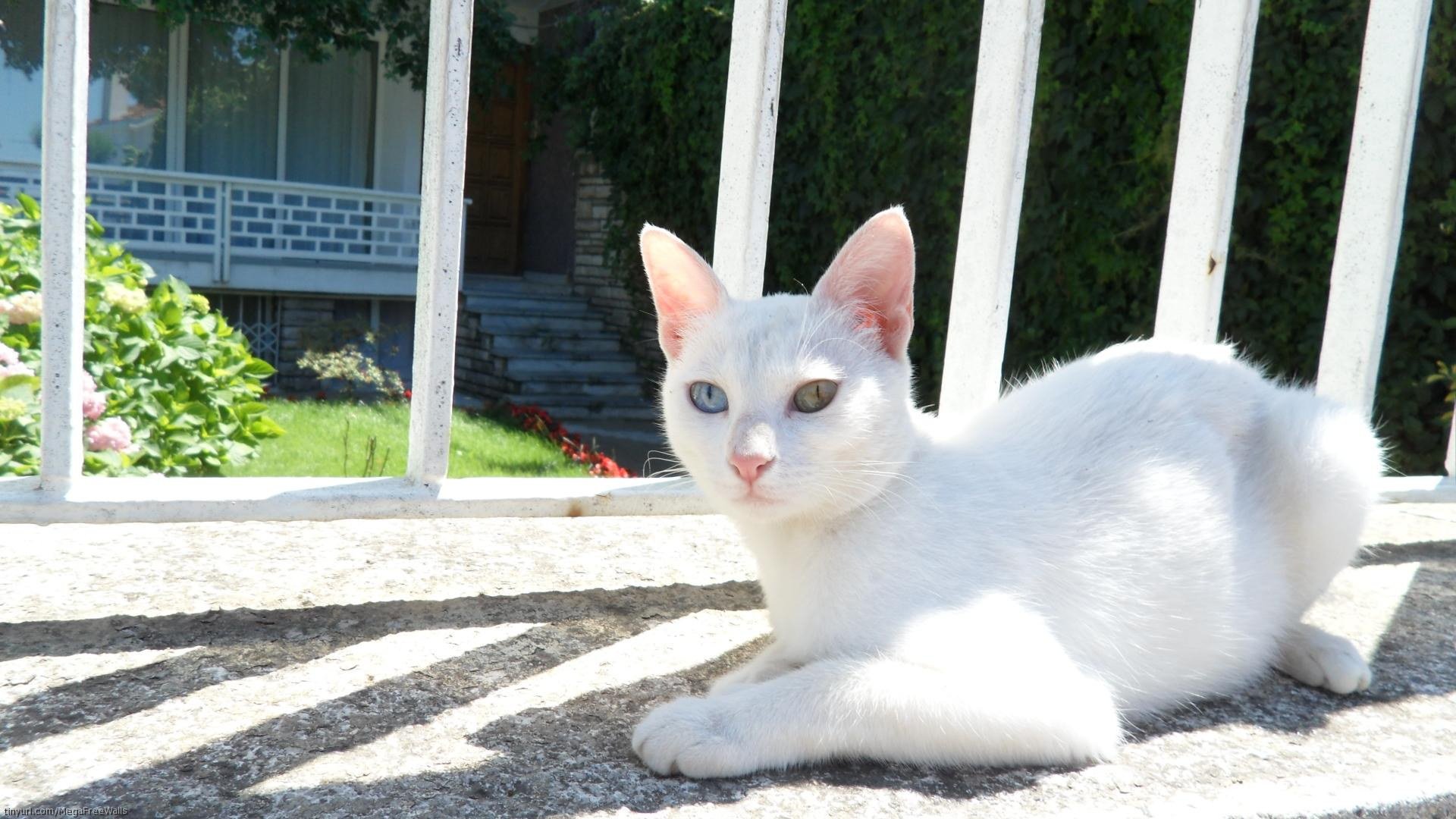 Download White Animal Cat HD Wallpaper by Scott Ford