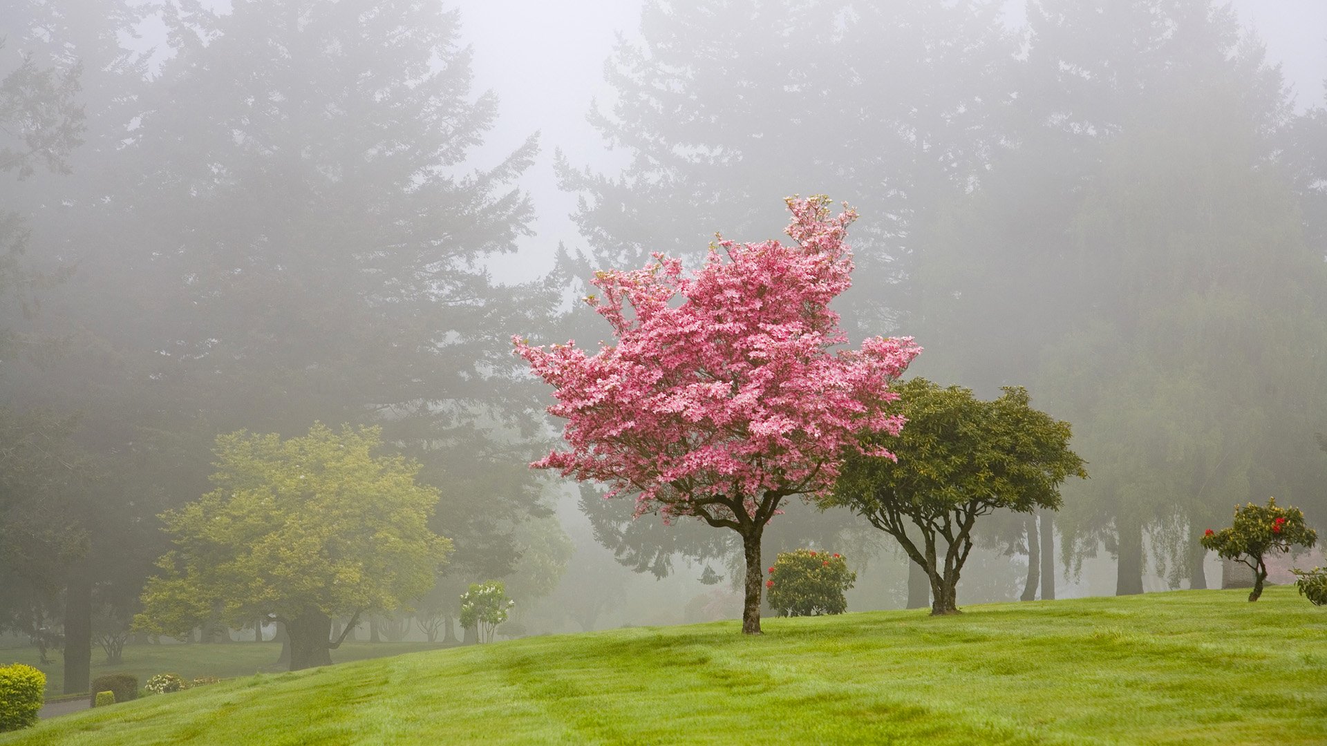 Serene Foggy Nature: HD Wallpaper of a Blossoming Tree