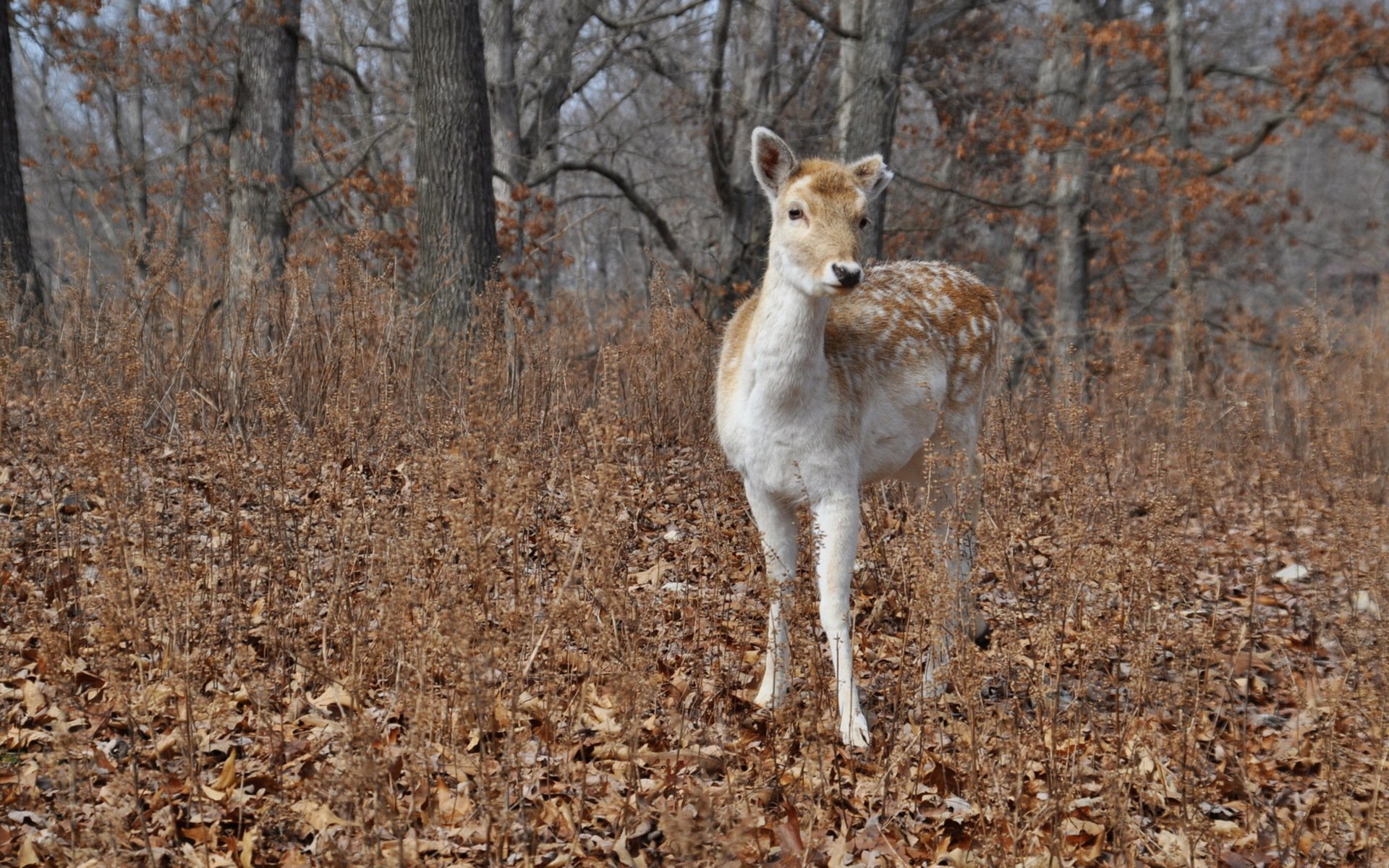 Autumn Fawn — HD Woodland Deer Wallpaper | 1920x1200 | Wallpaper Abyss