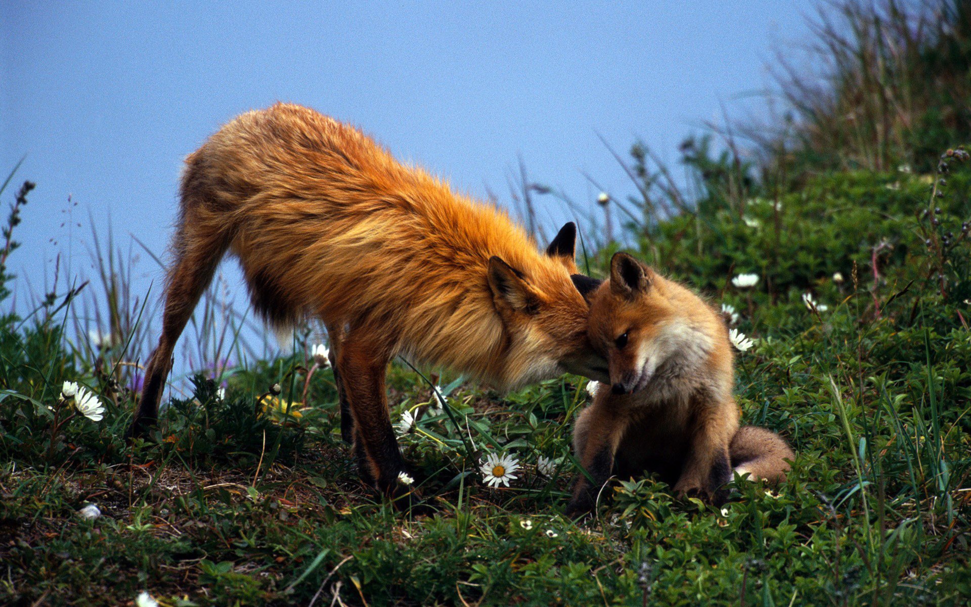 Fox Family Bonding - HD Wallpaper | 1920x1200 | Wallpaper Abyss