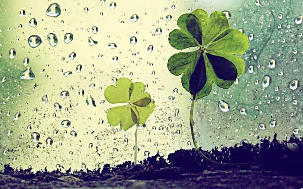 [100+] Clover Wallpapers