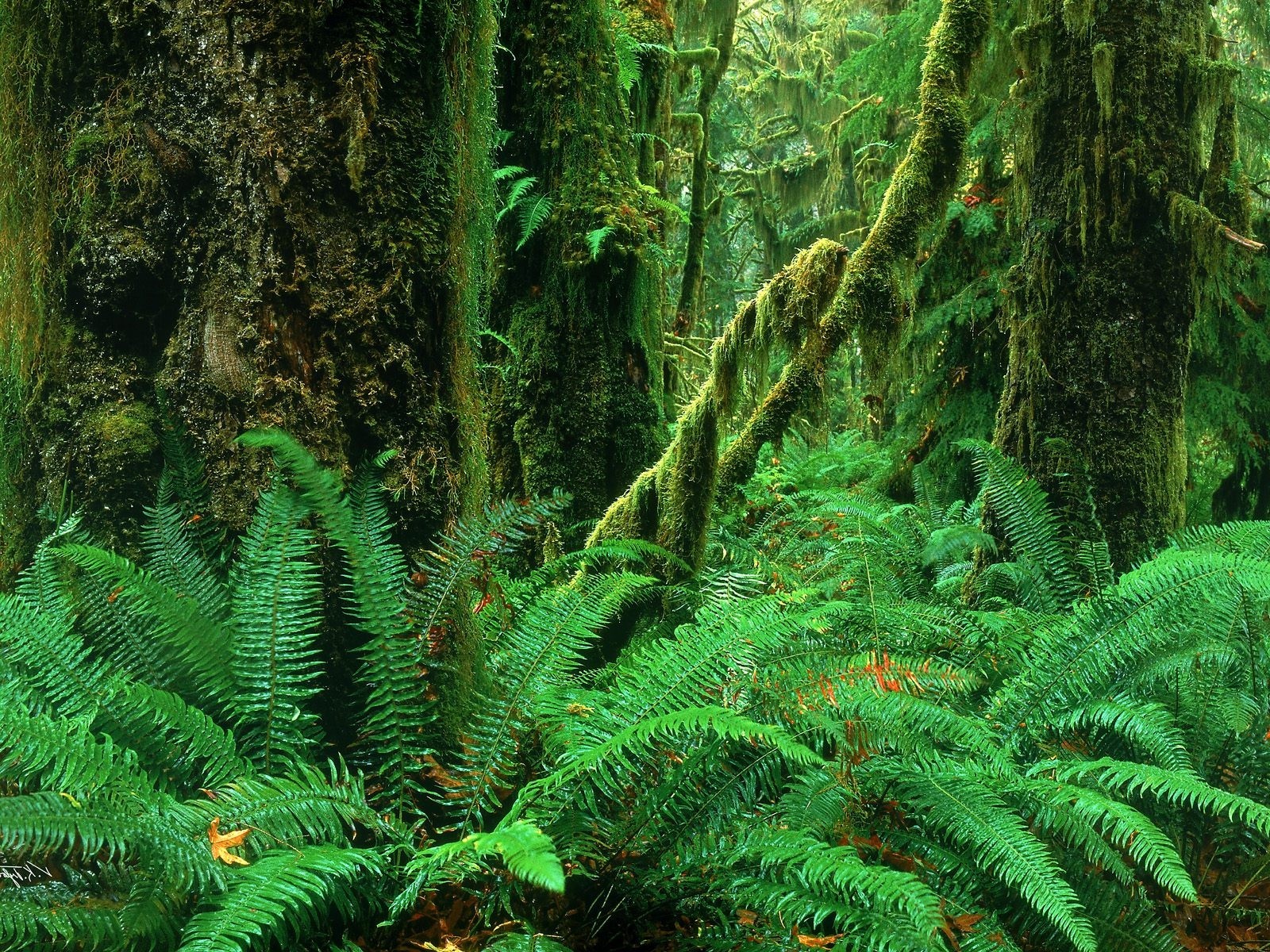 Jungle Wallpaper