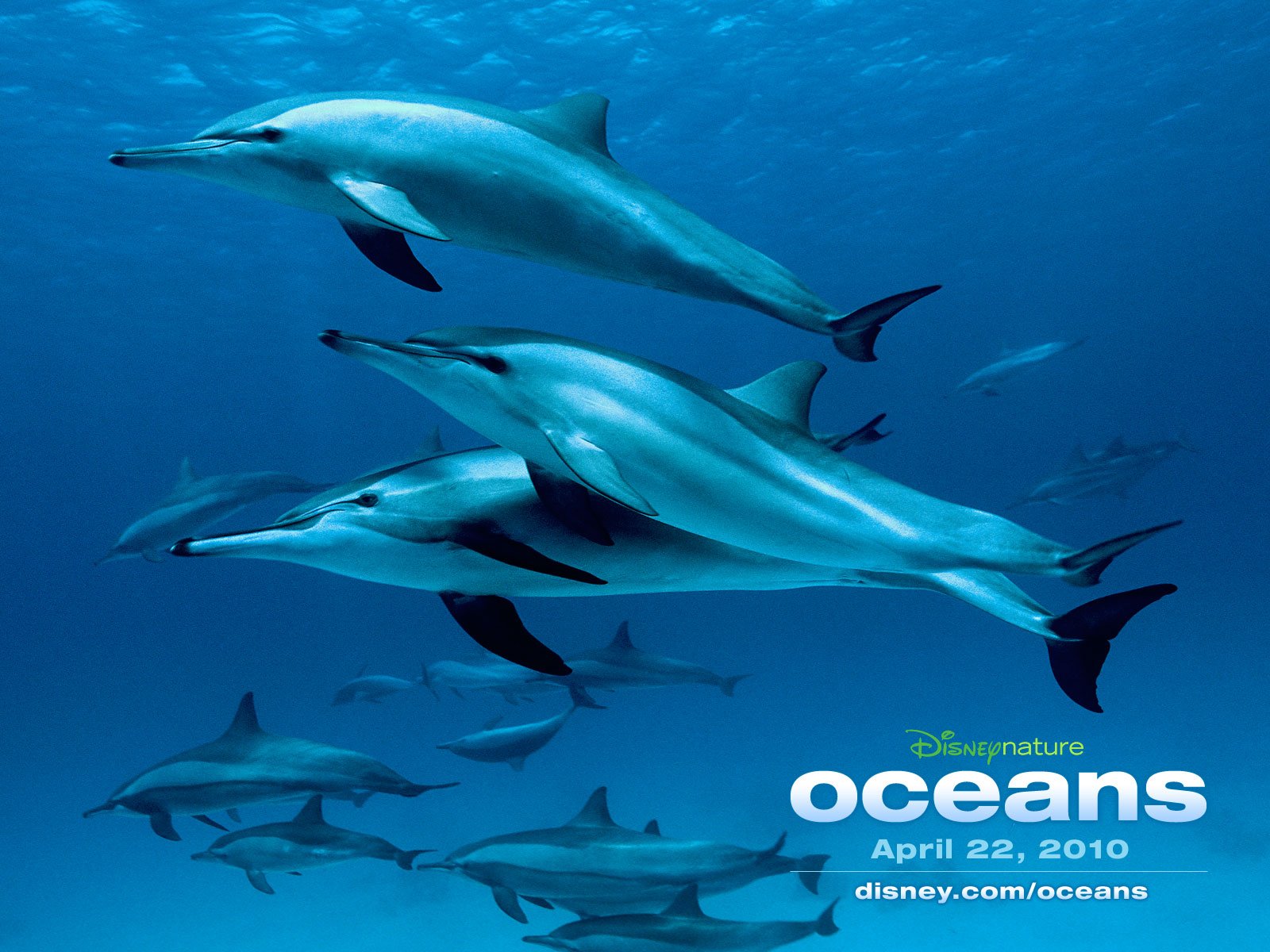 Download Oceans (Movie) Disney Dolphin Movie Ocean Wallpaper