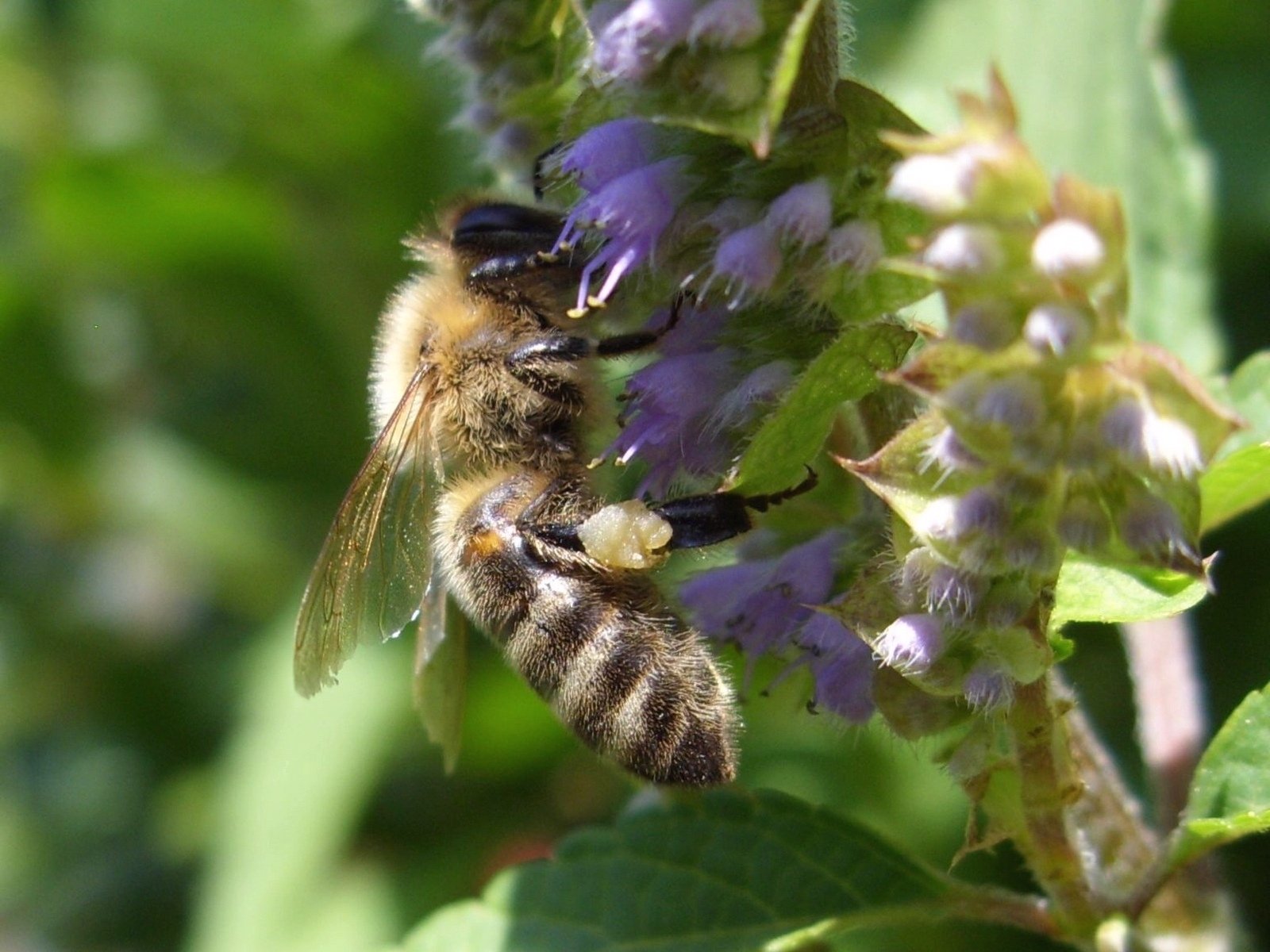 Download Animal Bee Wallpaper