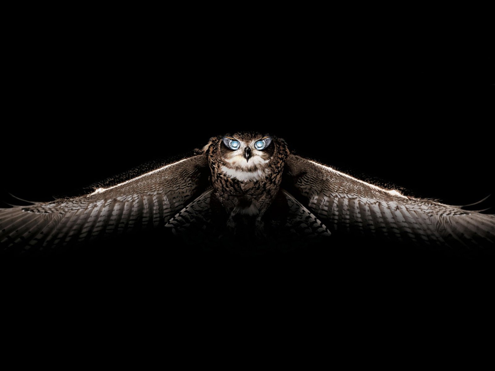 Majestic Owl in Flight – Stunning HD Animal Wallpaper