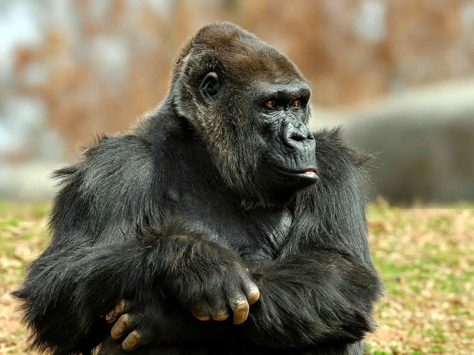 Download Close-up Monkey Animal Gorilla Wallpaper | 1600x1200 ...