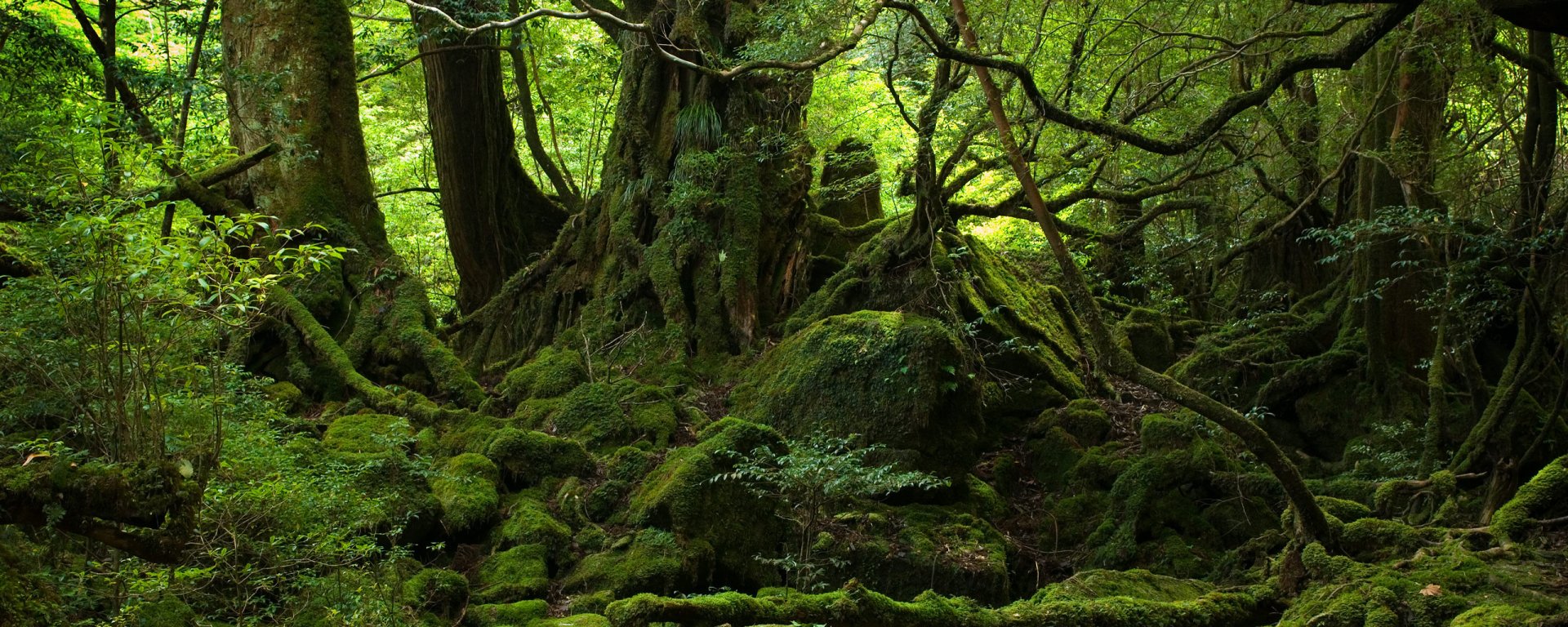 Enchanted Mossy Forest HD Wallpaper