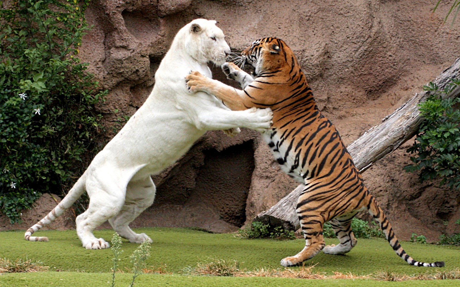 Dynamic Duel: HD Wallpaper of a Tiger and Lion Encounter