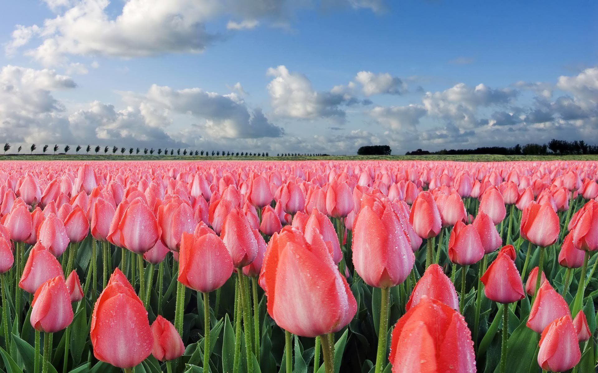Vibrant Tulip Fields in Nature's HD Glory
