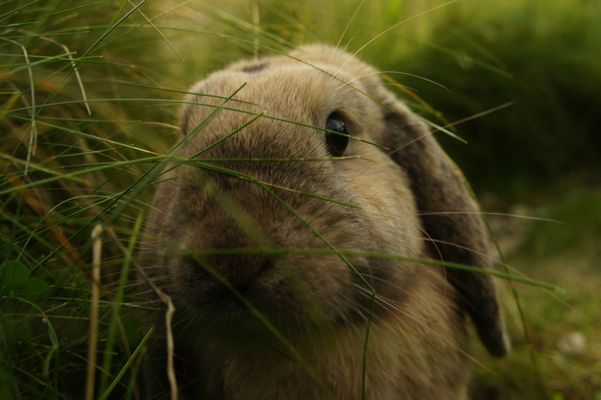 Download Animal Rabbit HD Wallpaper