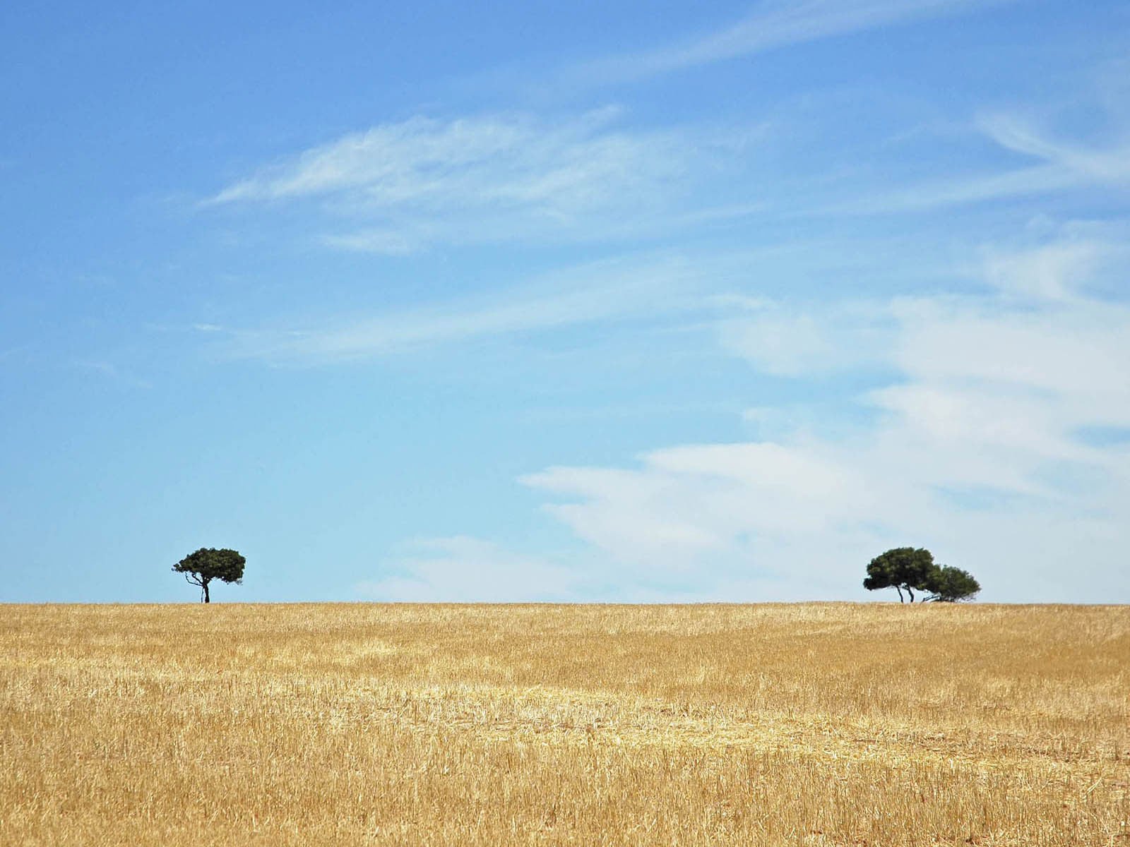 Serene Nature: HD Wallpaper of Tranquil Trees in a Golden Field