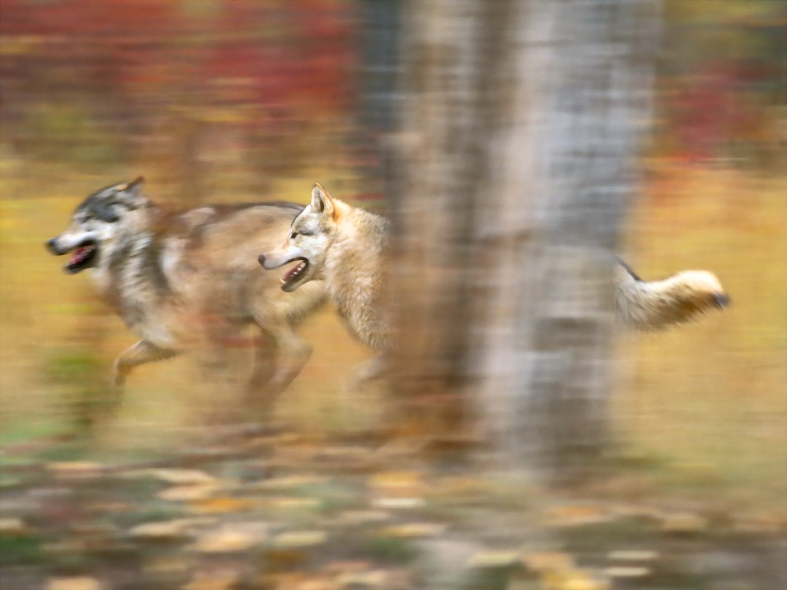 Wildlife Wolf Running Wallpaper HD Wallpaper: Wolf Howling, Winter,