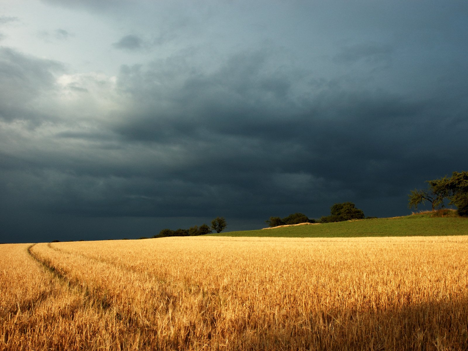 HD Nature Field: Golden Wheat under Dramatic Stormy Skies