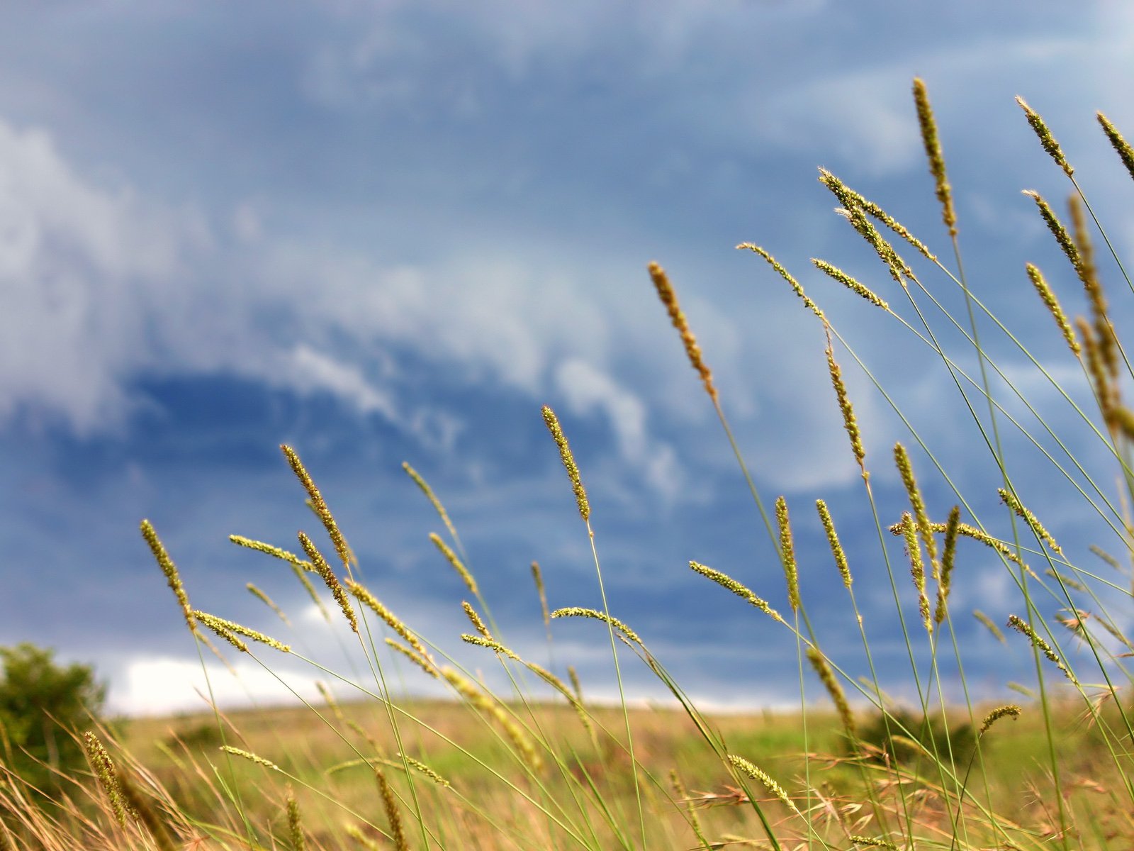 Serene Nature Fields HD Wallpaper | 1600x1200 | Wallpaper Abyss