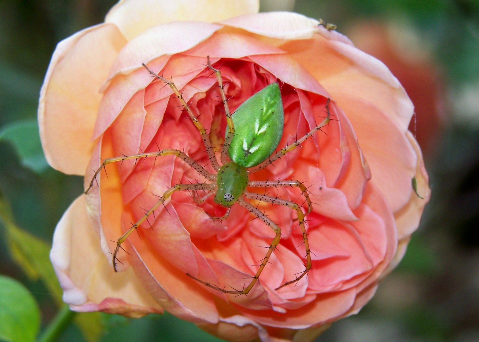 Download Rose Animal Spider HD Wallpaper