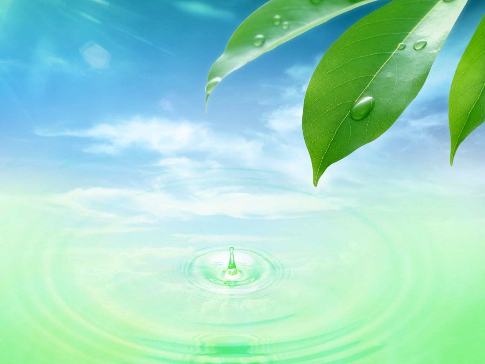 Refreshing Nature: Close-Up Leaf HD Wallpaper