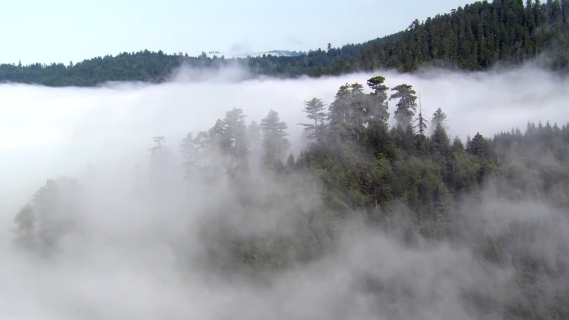 Download Nature Fog HD Wallpaper