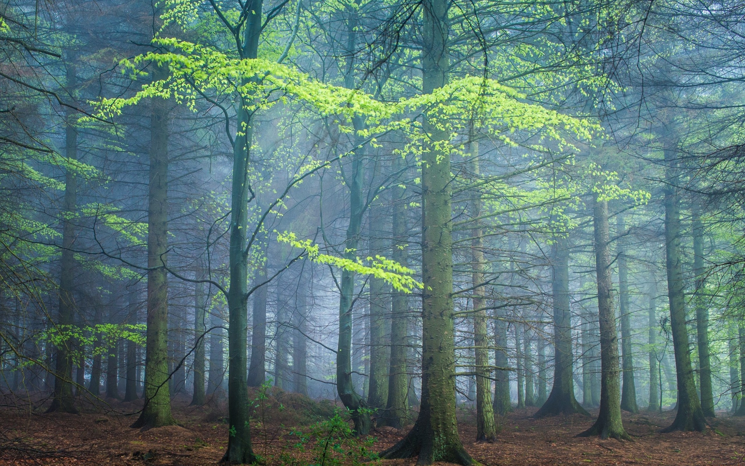 Download Tree Nature Forest HD Wallpaper