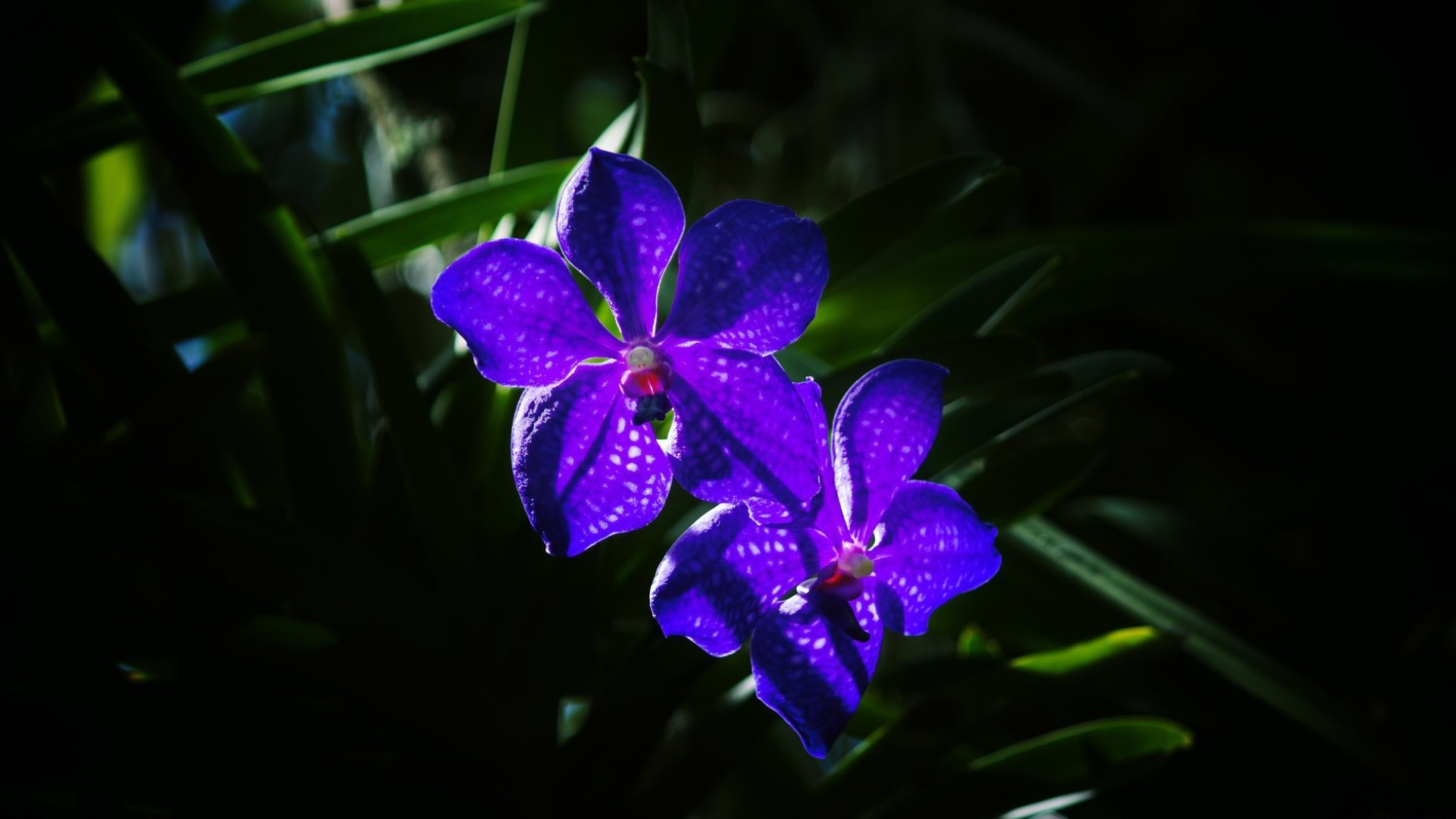 Radiant Orchid Glow: Stunning HD Nature Wallpaper