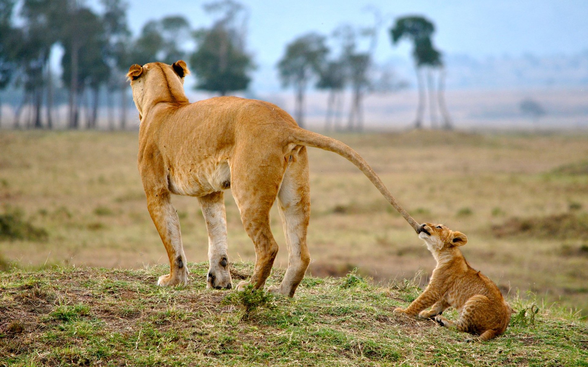Majestic Lioness and Playful Cub in Stunning HD Wildlife Wallpaper by ...