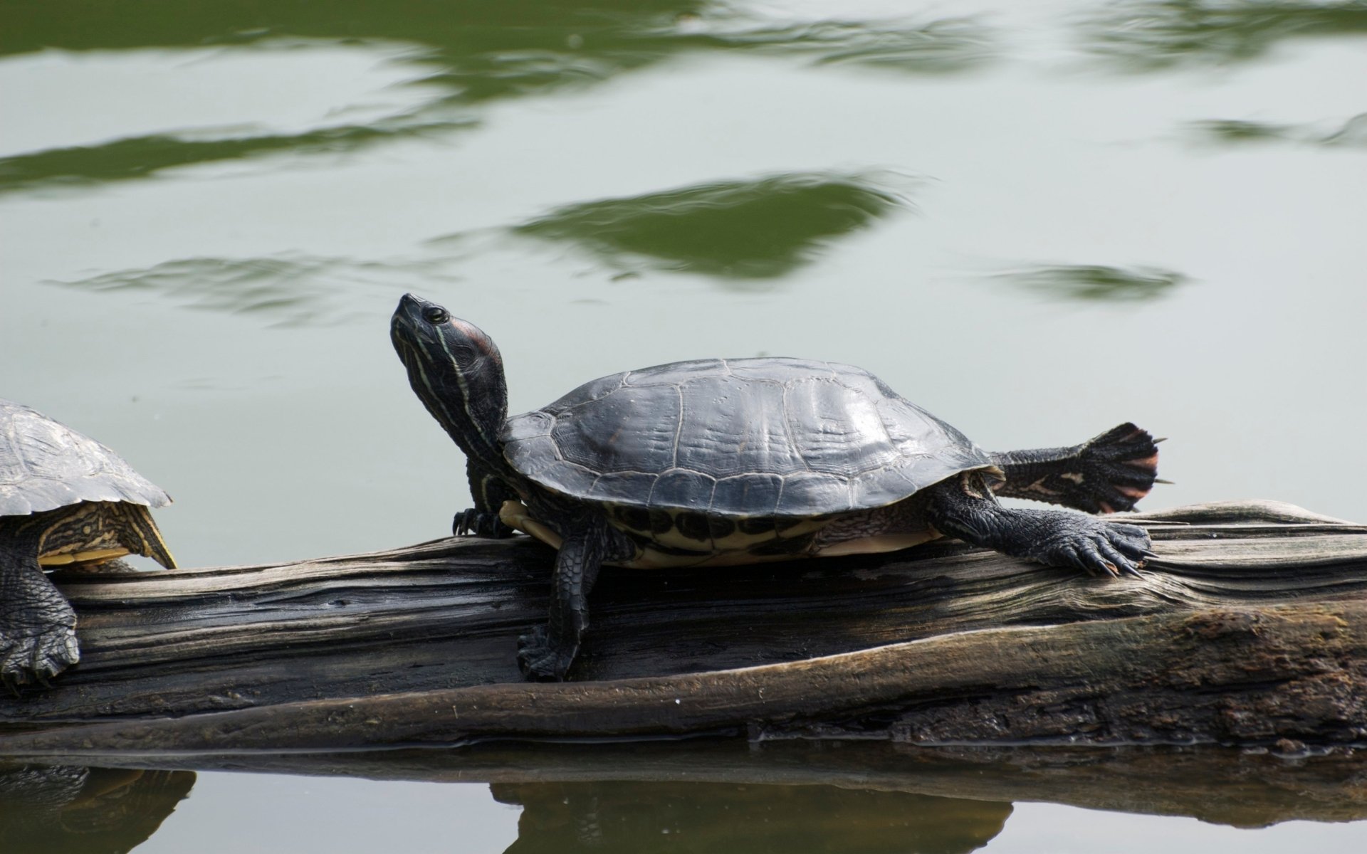 Turtle A Sub Gallery By: Dreamliner
