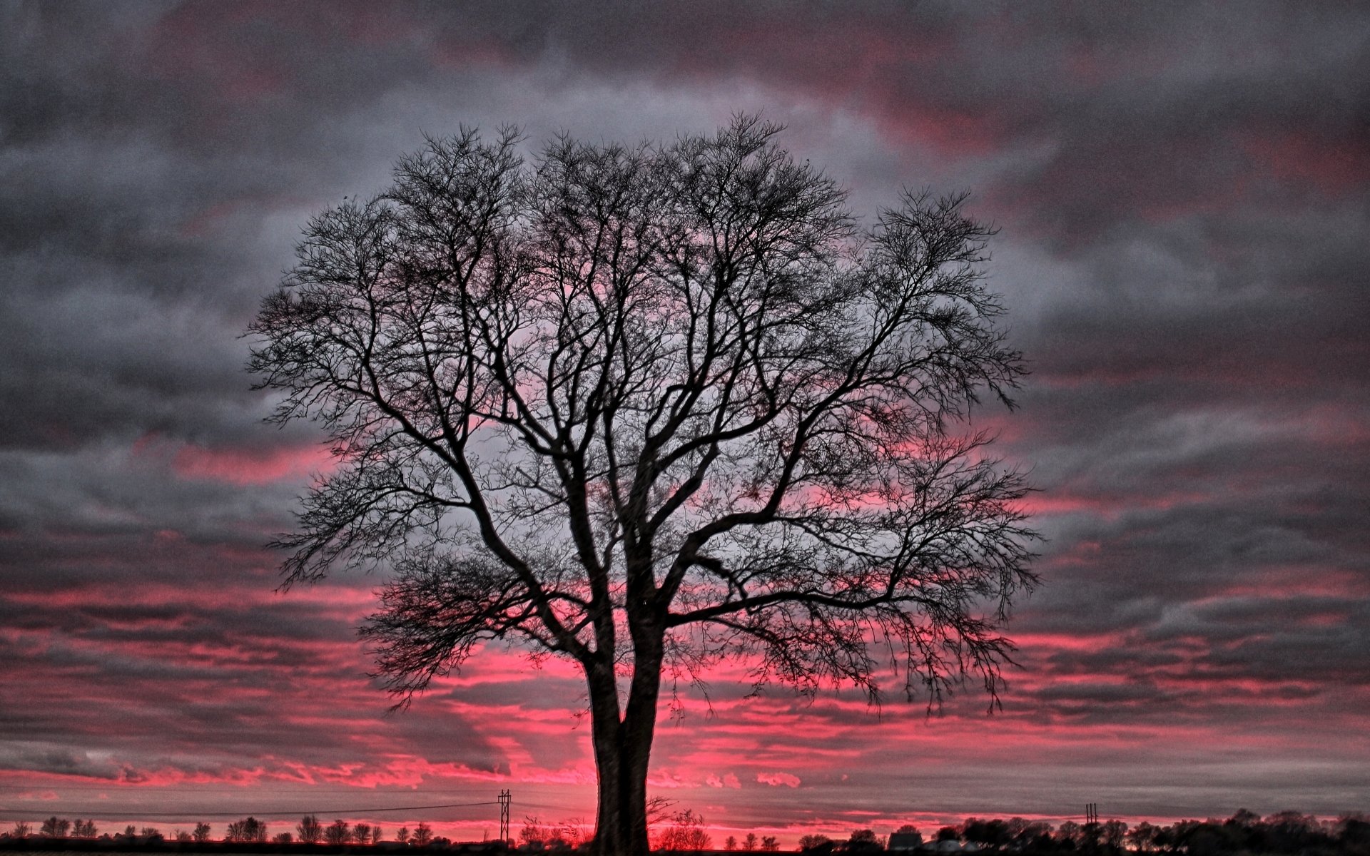 Download Nature Tree HD Wallpaper