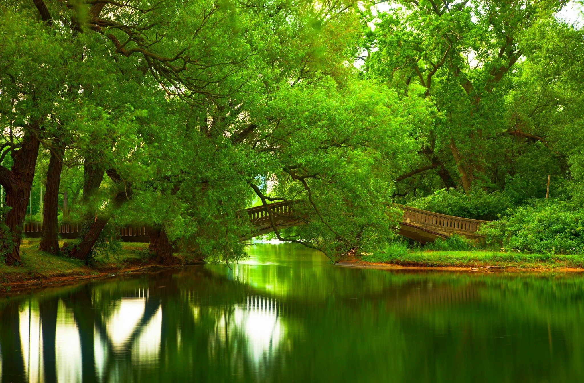 Serene Summer Forest Pond - HD Wallpaper