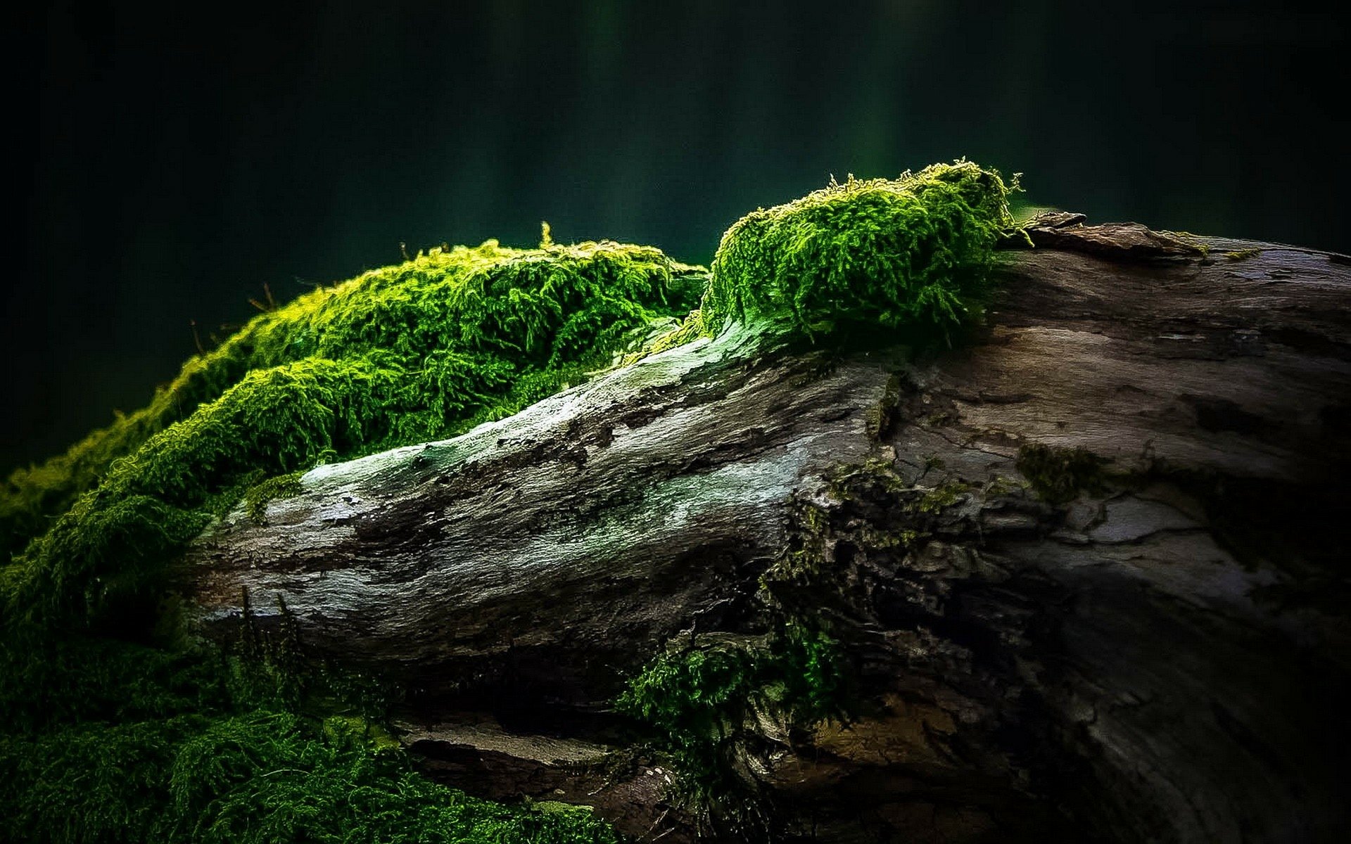 Download Nature Moss HD Wallpaper